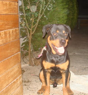 pets-family: ΥΙΟΘΕΤΗΘΗΚΕ!!!!! ΧΑΡΙΖΕΤΑΙ ΡΟΤΒΑΙΛΕΡ,10 ΜΗΝΩΝ