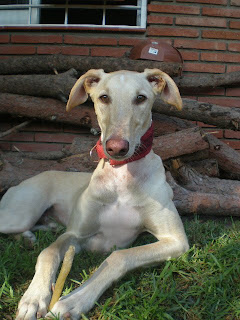 GALGOS EN ADOPCIÓN. ADOPTA UN GALGO. GREYHOUNDS FOR ADOPTION: FOTOS DE ...