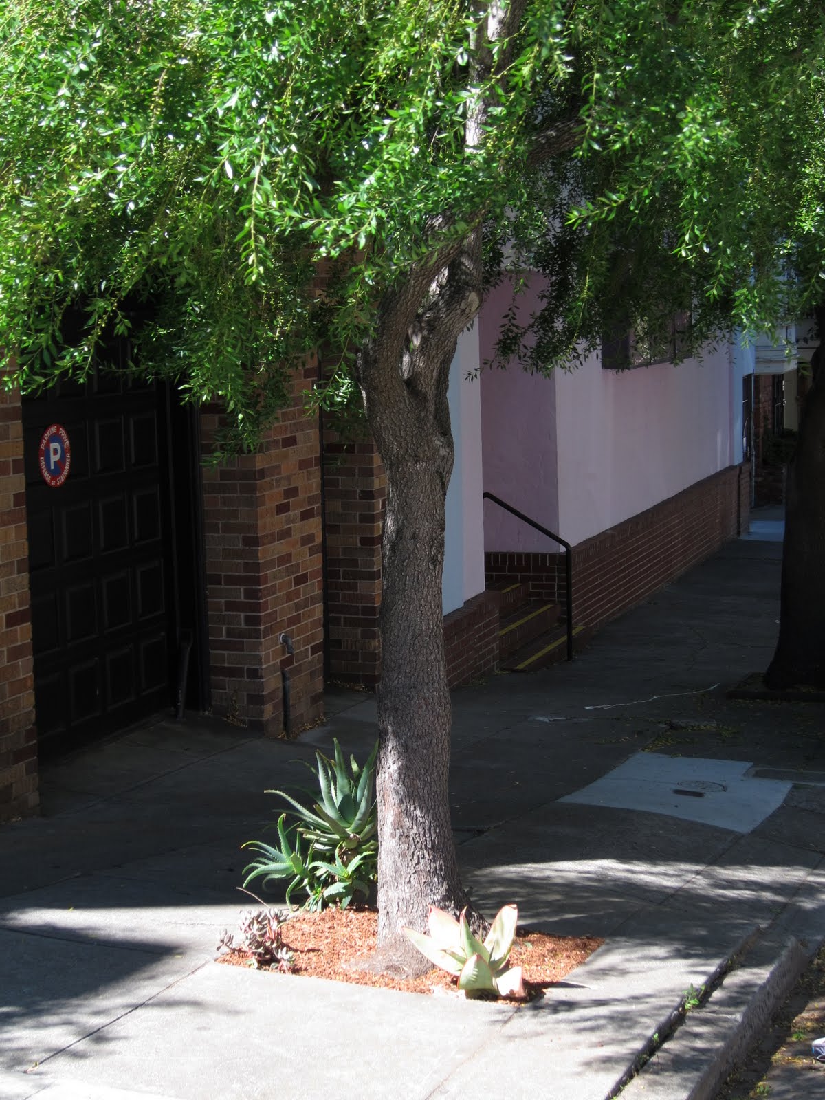 Maytenus boaria, Mayten Tree – TreesCompany