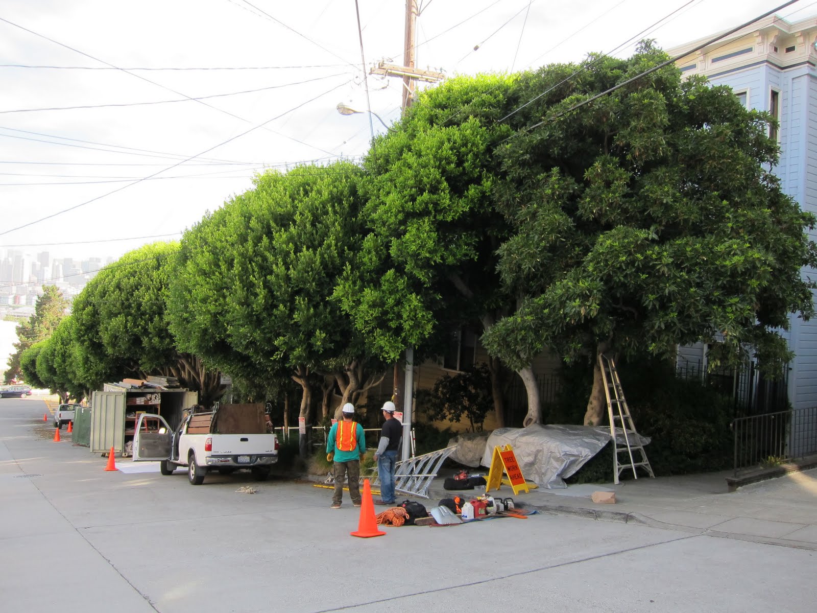Ficus Forest – TreesCompany
