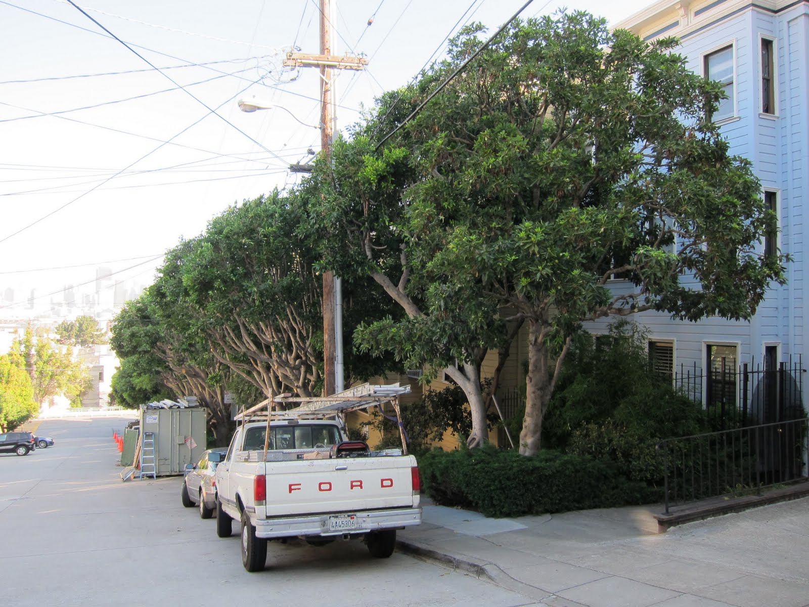 Ficus Forest – TreesCompany