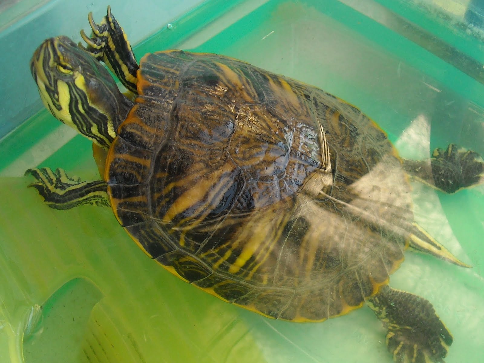 De todo un poco: Cuidados de la tortuga de Florida (Nombre científico ...