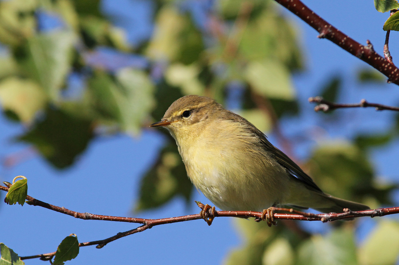 Janin luontokuvia: 29.8.2010 Lapinkirvisiä Kirrisannassa