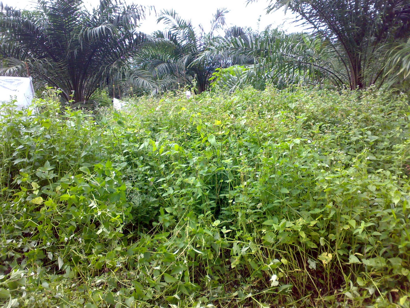 Bakti disemai budi dituai: Semak samun naik semula...cepatnya