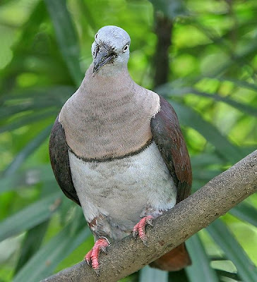 Banded Imperial-pigeon