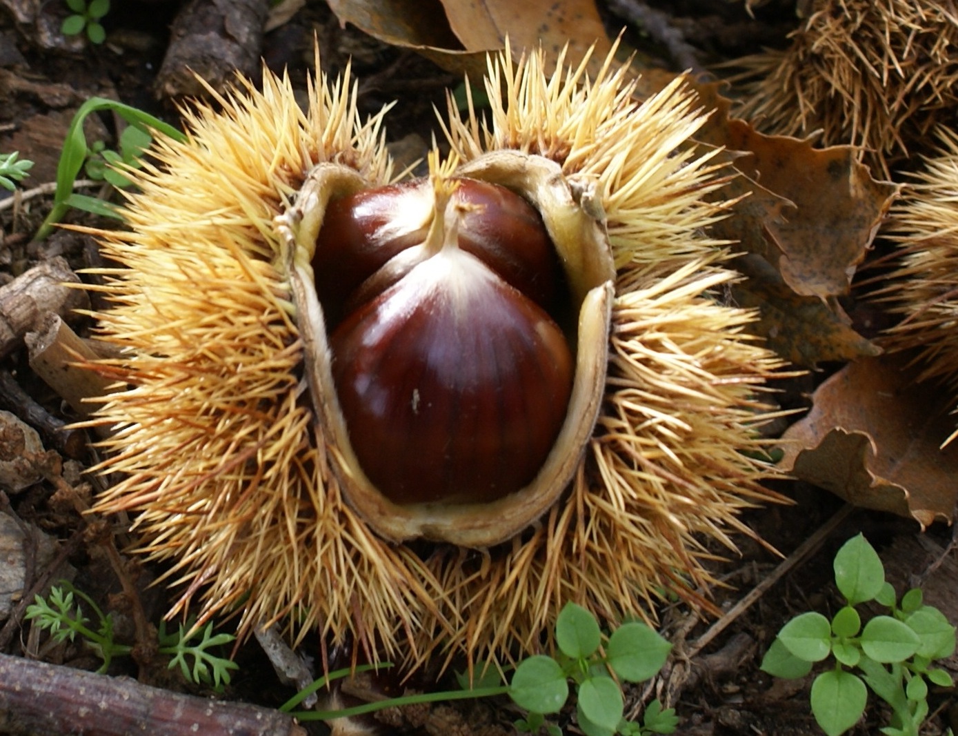 AOURO: Magusto Tradicional nos Vales