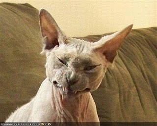 DE TOUT ET DE RIEN :.: Vilain chat...