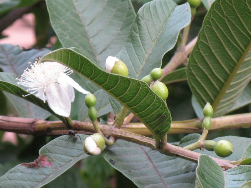 DIA A DIA COM VOCE: GOIABEIRA