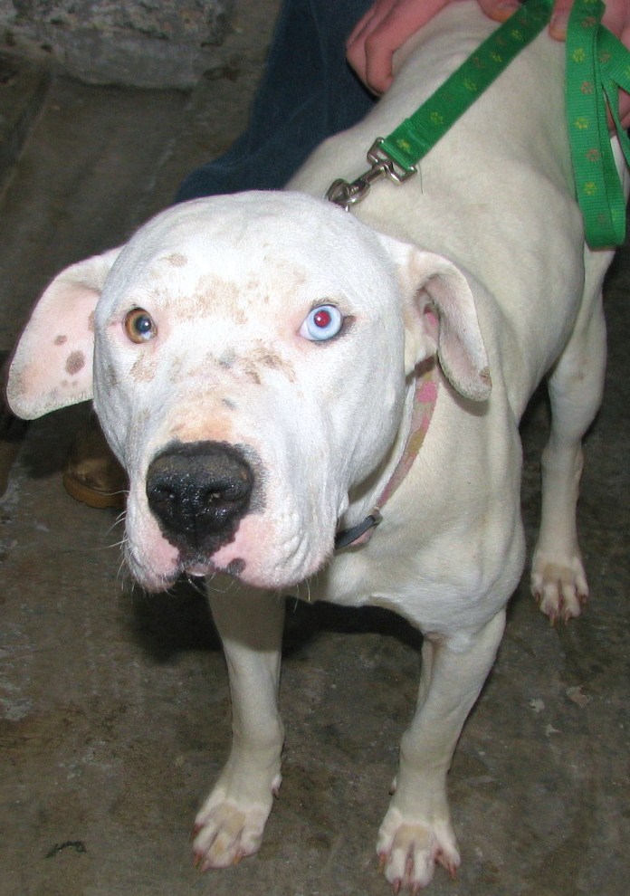 Deaf Animals: Harrodsburg, KY: Deaf Pit Bull with Puppies
