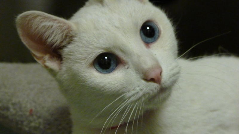Deaf Animals: Zanesville, OH: Cat Slated for Euthansia If No Home or Rescue