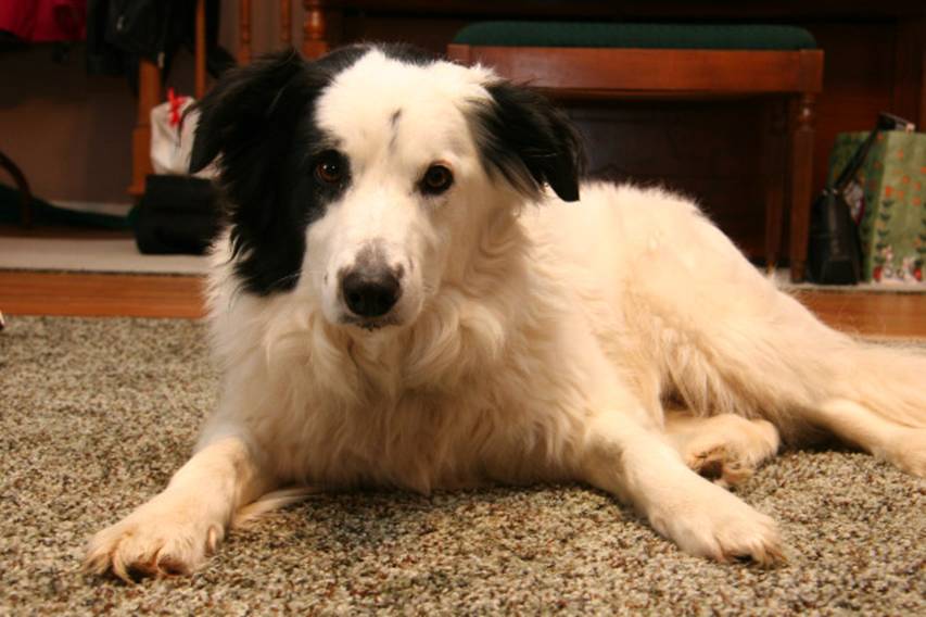 Deaf Animals: Louisville, KY: Border Collie Mix Needs a Home or Face Death
