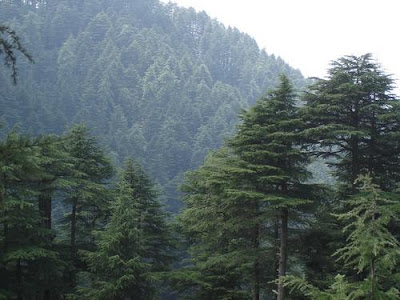 Travel Point: Patni Top