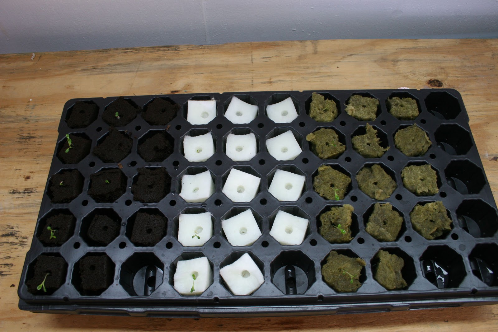 Practicing Hydroponics: Grow 3 - Cube Test Results Day 4