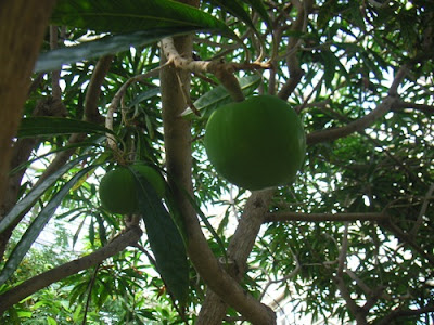 Peru Food: For The Love Of ... Lúcuma