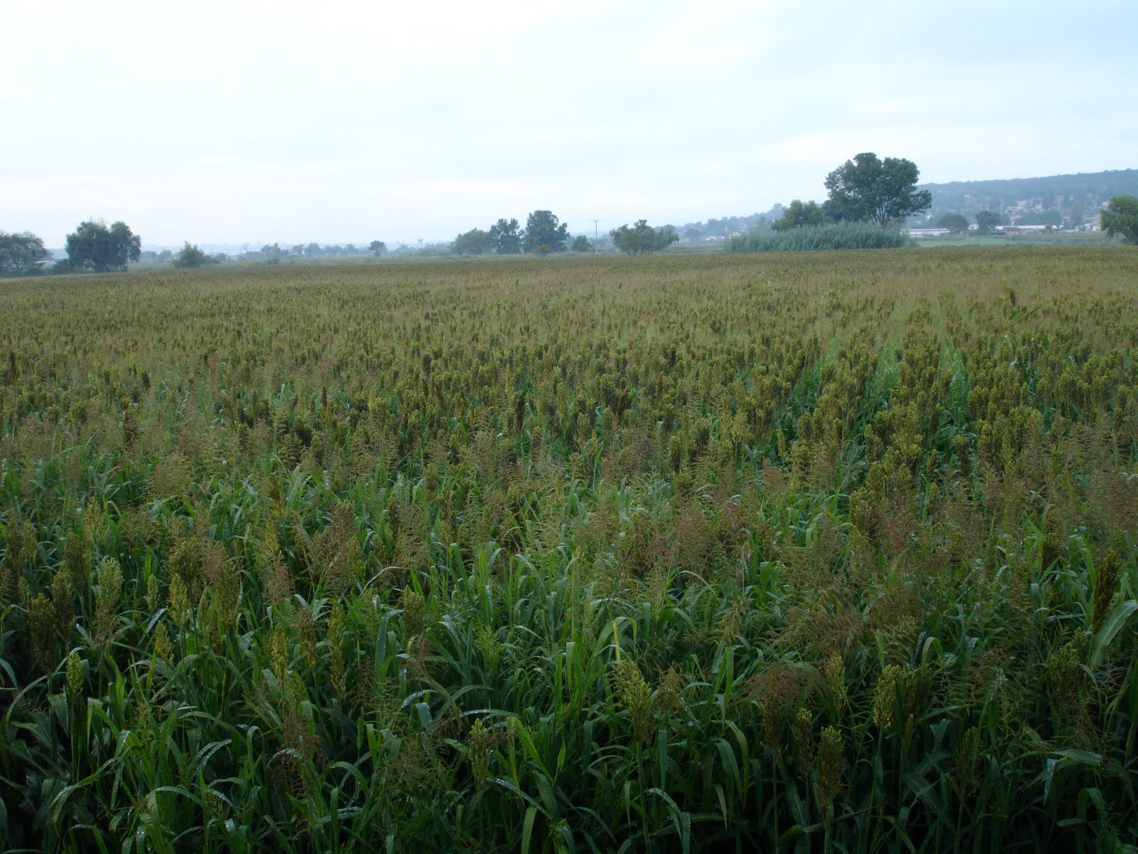 aprendiendo español con Lety y Juanfra: milpa