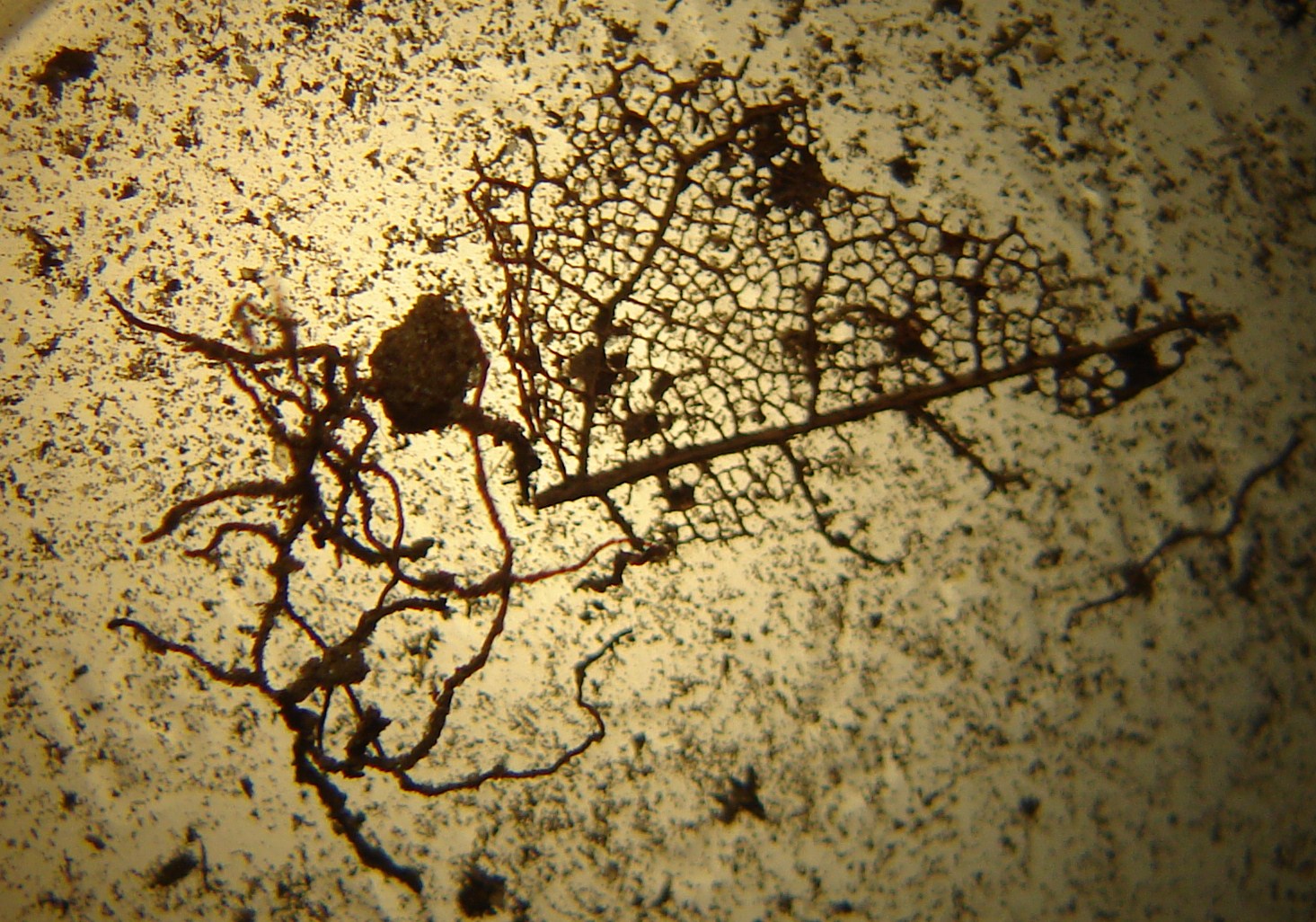 Down & Dirty: Soil Ecology: Beauty in a Forgotten Ecosystem