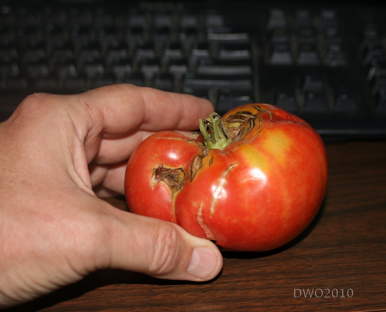 DanO's Garden: Perhaps the ugliest tomato in all of creation!