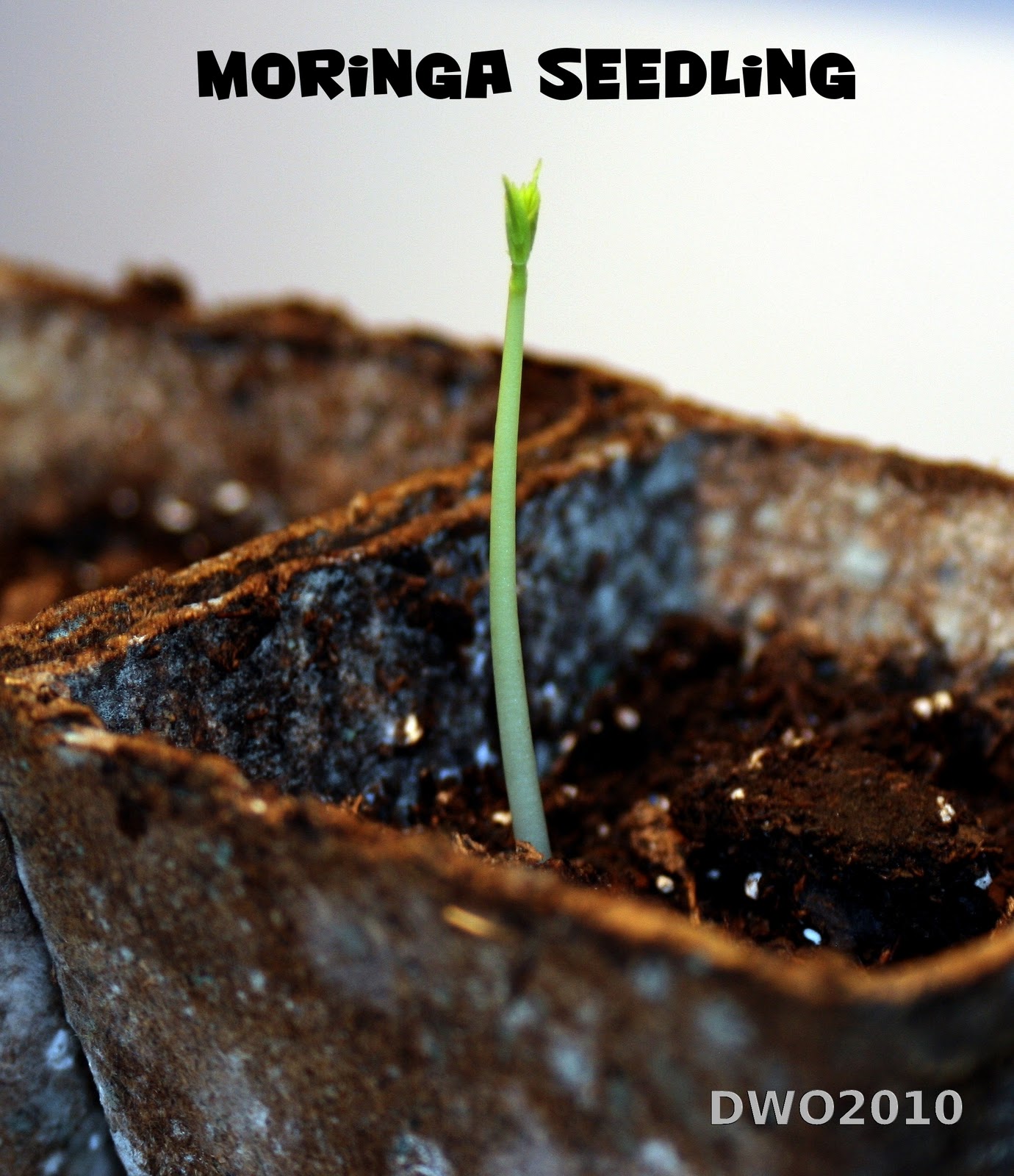DanO's Garden: Moringa Seedling Day 2