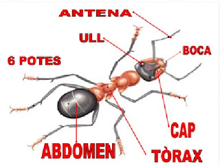 Alejandra: El formiguer (les formigues)