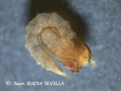 Macroinvertebrados acuáticos: Invertebrados