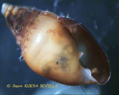 Macroinvertebrados acuáticos: Malladas (Albufera)