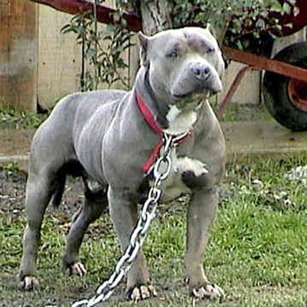 Blog do M@uricio: Pit Bull