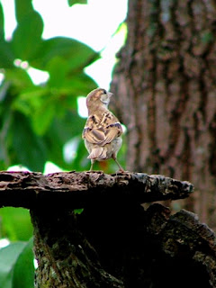 Roshographs: More Birds of Sri Lanka