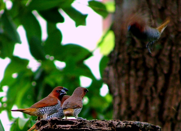 Roshographs: More Birds of Sri Lanka