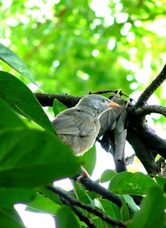 Roshographs: More Birds of Sri Lanka