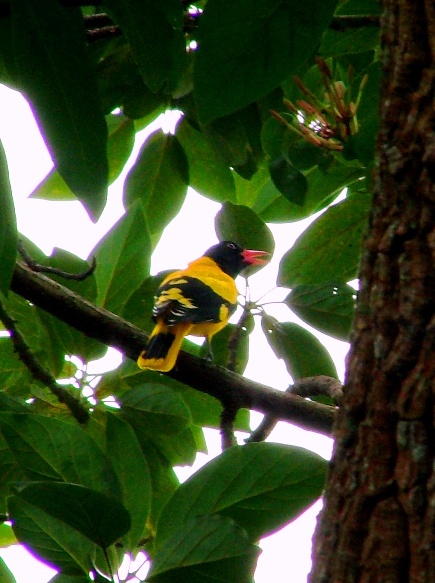 Roshographs: The long tail fly catcher bird, woodpecker and many more birds