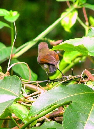 Roshographs: The long tail fly catcher bird, woodpecker and many more birds