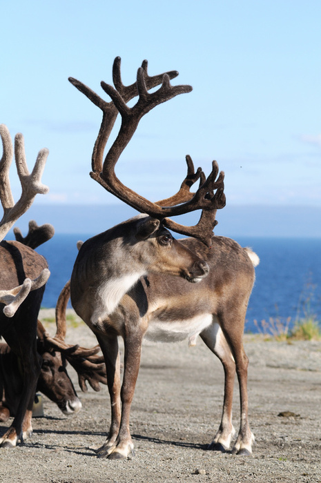Daisy Diaries It s All About The Reindeer Daisy Diaries It s All About The Reindeer