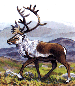 Daisy Diaries: It's All About the Reindeer