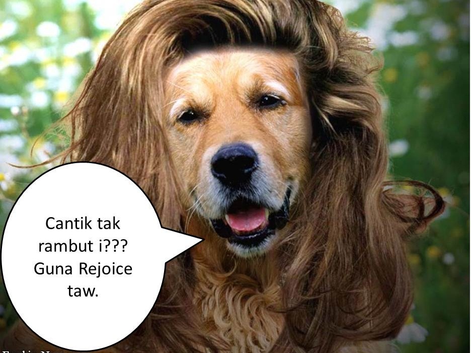 42+ Terbaru Cari Gambar Binatang Yang Lucu, Komik Lucu