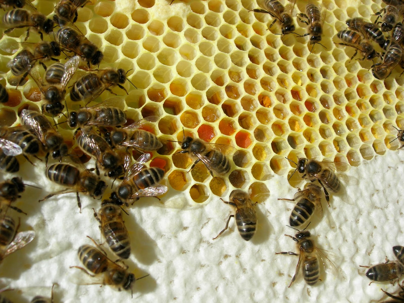 Astoria Oregon Rust: July 2010