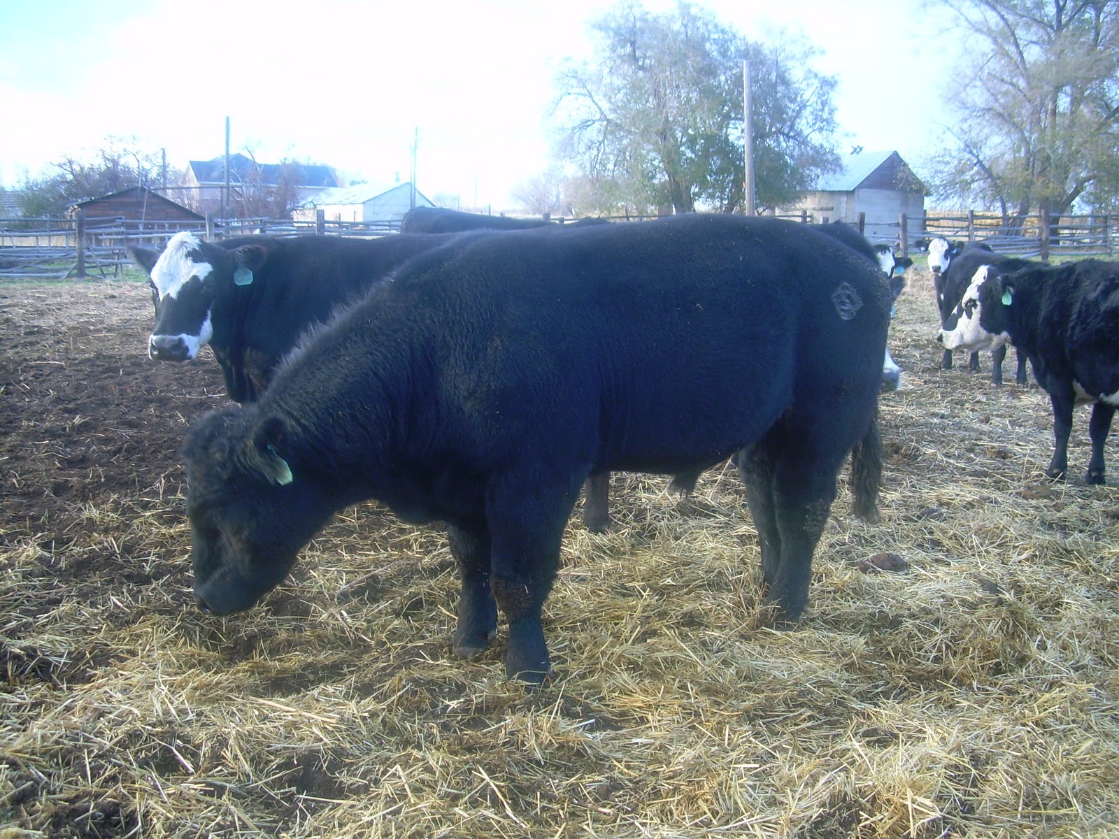 Shepherd's Show Cattle