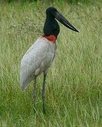 ANIMALES DEL LLANO: AVES