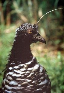 ANIMALES DEL LLANO: AVES