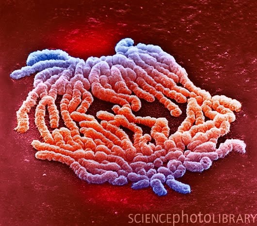 Elevage y Turf: SOBRE EL LLAMADO FACTOR RASMUSSEN