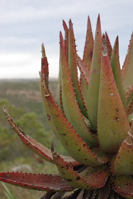 Rhodes Photosoc: Assegaai Trails