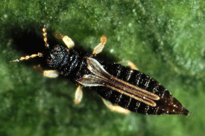 Bio-Control in the Greenhouse: Thrips