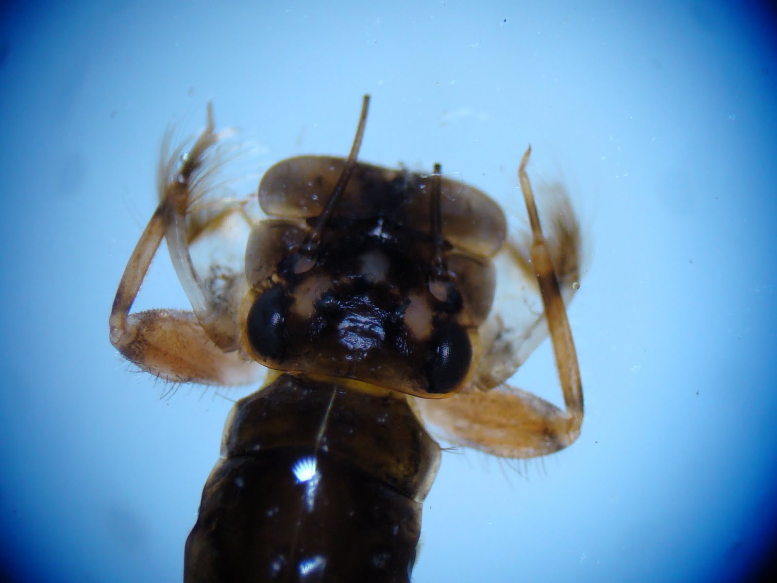 Edward D. Burress: Macroinvertebrates of the Rio Cuareim, Uruguay