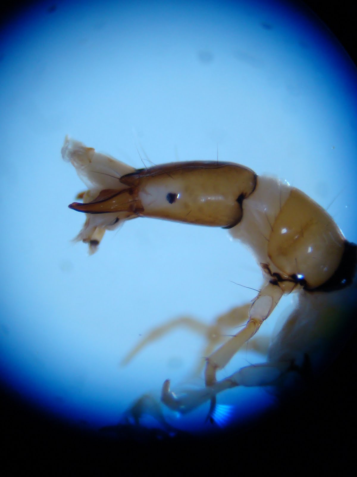 Edward D. Burress: Macroinvertebrates of the Rio Cuareim, Uruguay