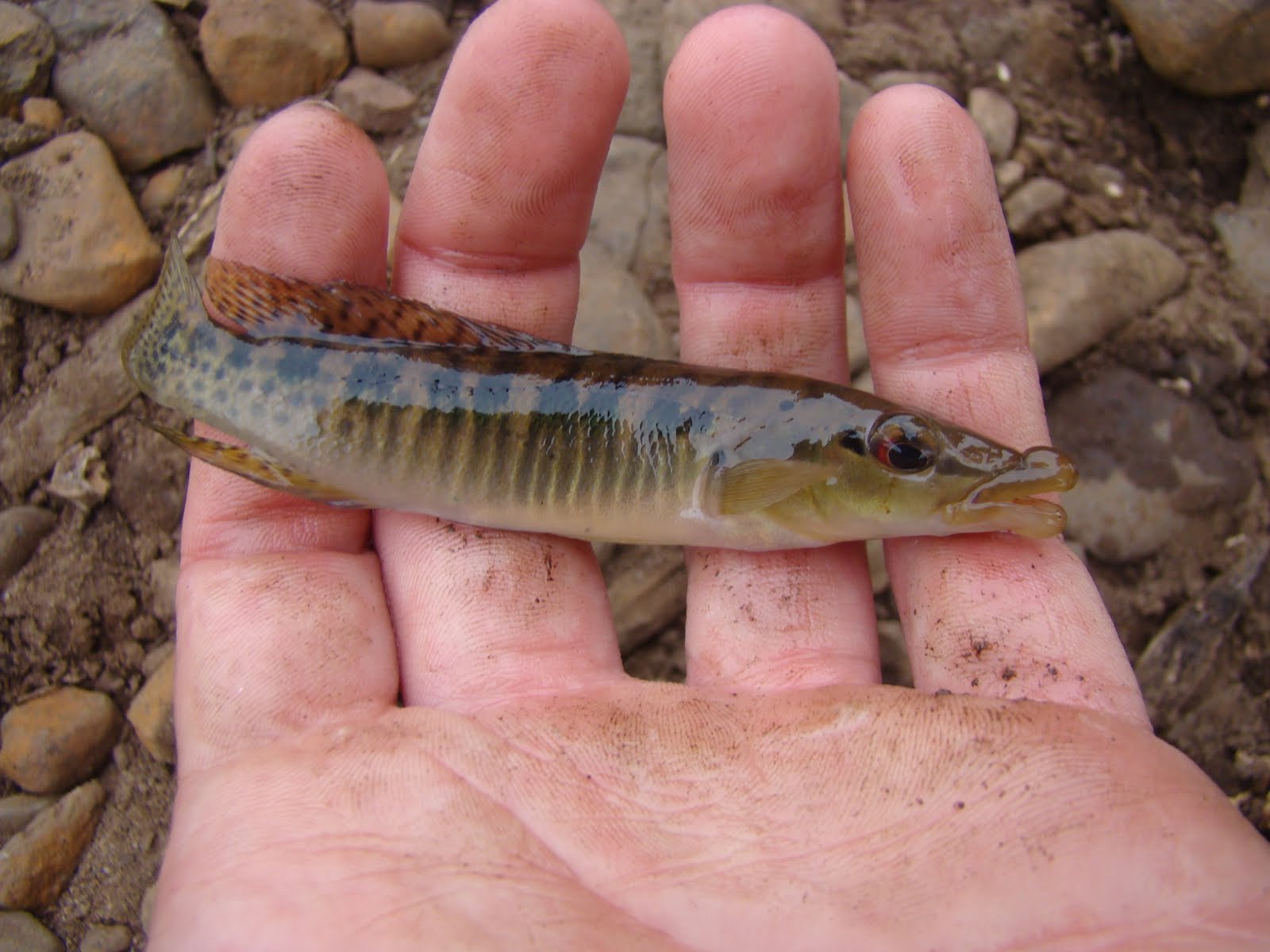 Edward D. Burress: Crenicichla tendybaguassu