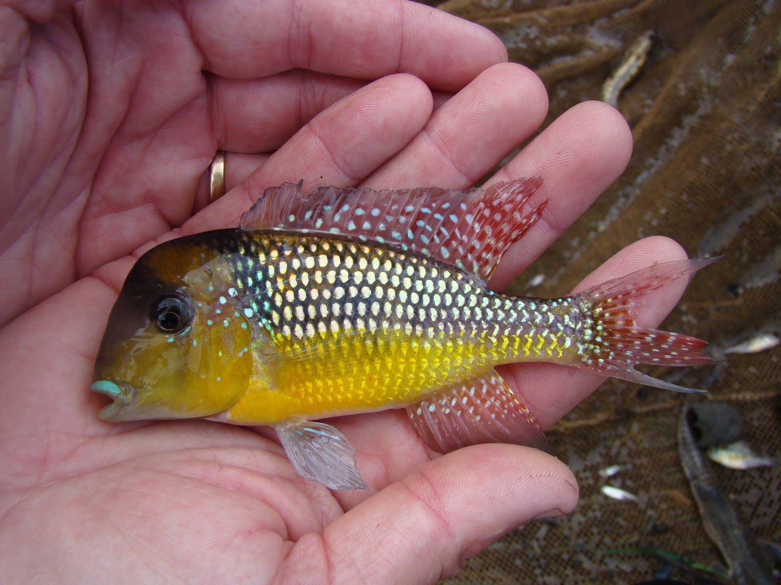 Edward D. Burress: Fishes of the genus Gymnogeophagus
