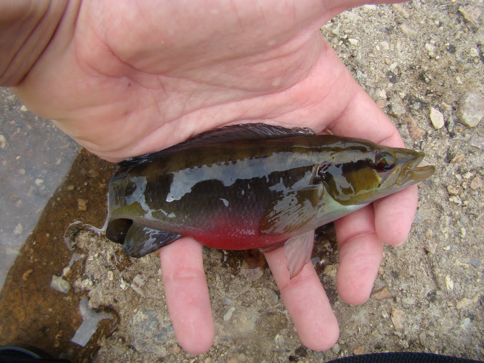 Edward D. Burress: The Crenicichla of Uruguay