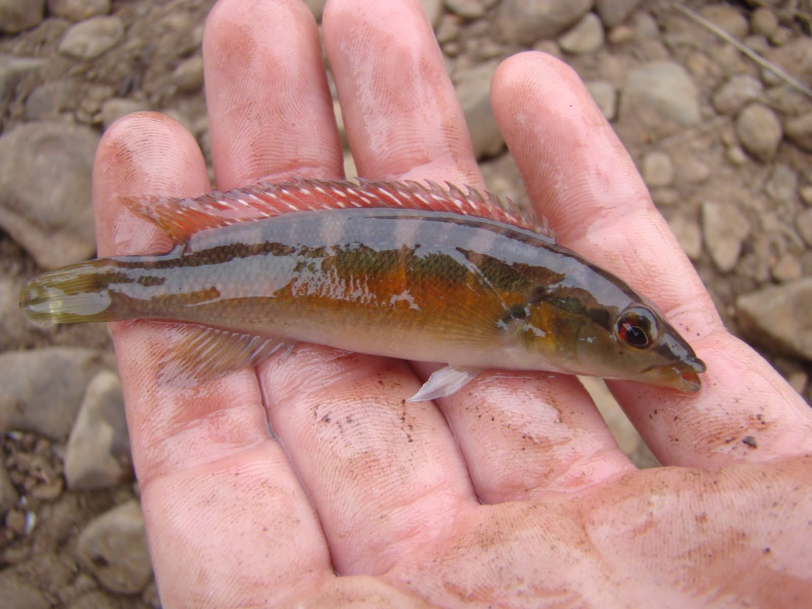 Edward D. Burress: The Crenicichla of Uruguay