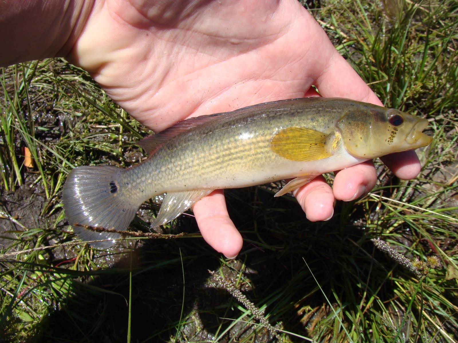Edward D. Burress: The Crenicichla of Uruguay
