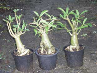 ADENIUMS INDIA | Bonsai Adenium Plant