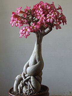 THAI BONSAI ADENIUM GROUP | Bonsai Adenium Plant